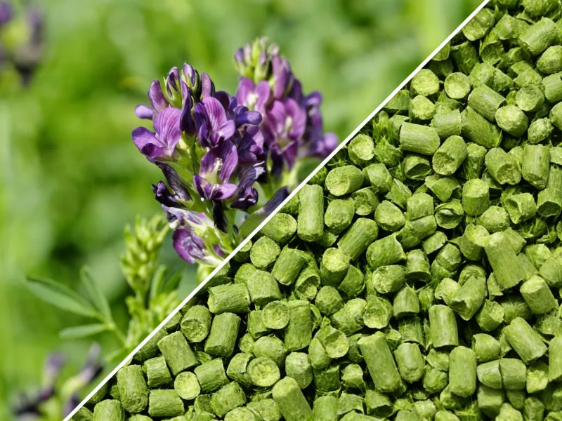 Complete Alfalfa Pellet Production Line | Feed Production Solution